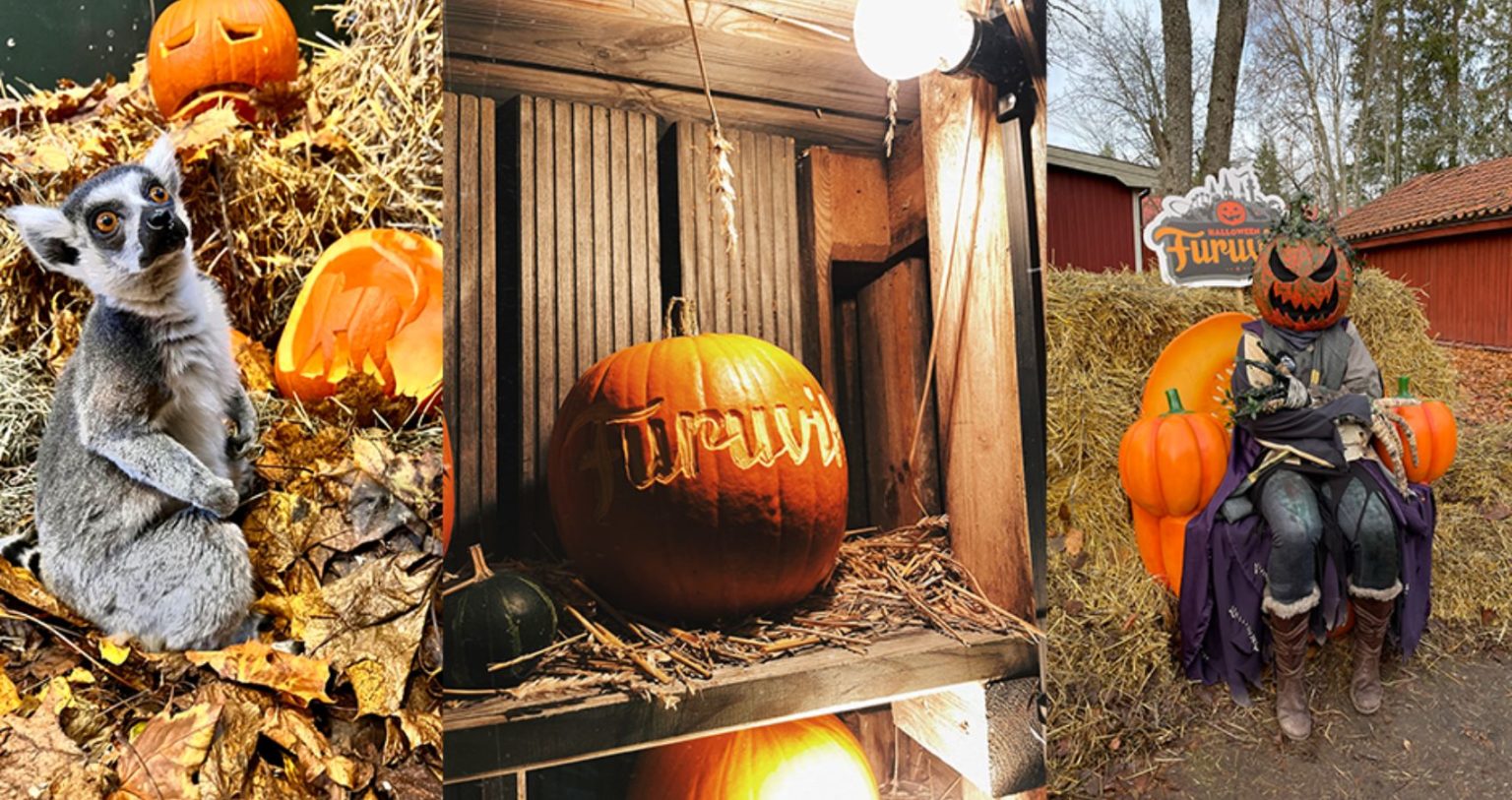 Halloween på Furuvik - detta händer i år | Vad händer i Sverige
